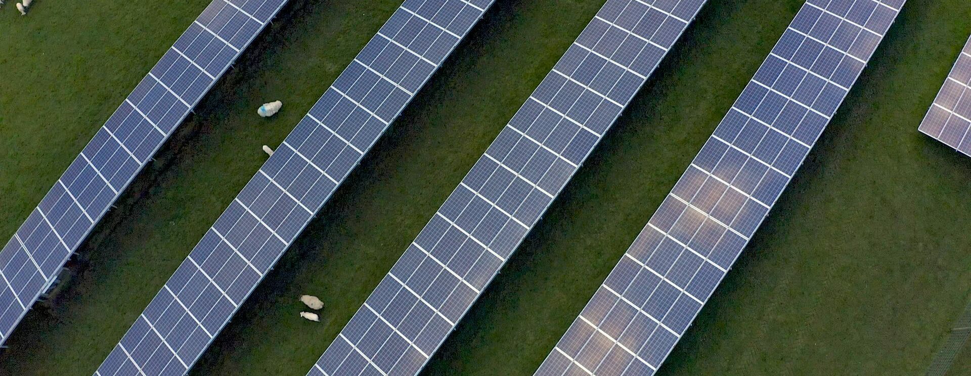 Renewable energy auction win bolsters UK solar deployment | Lightsource bp